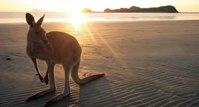 Watch ABC News Australia Live Stream Free — 24/7 Breaking News